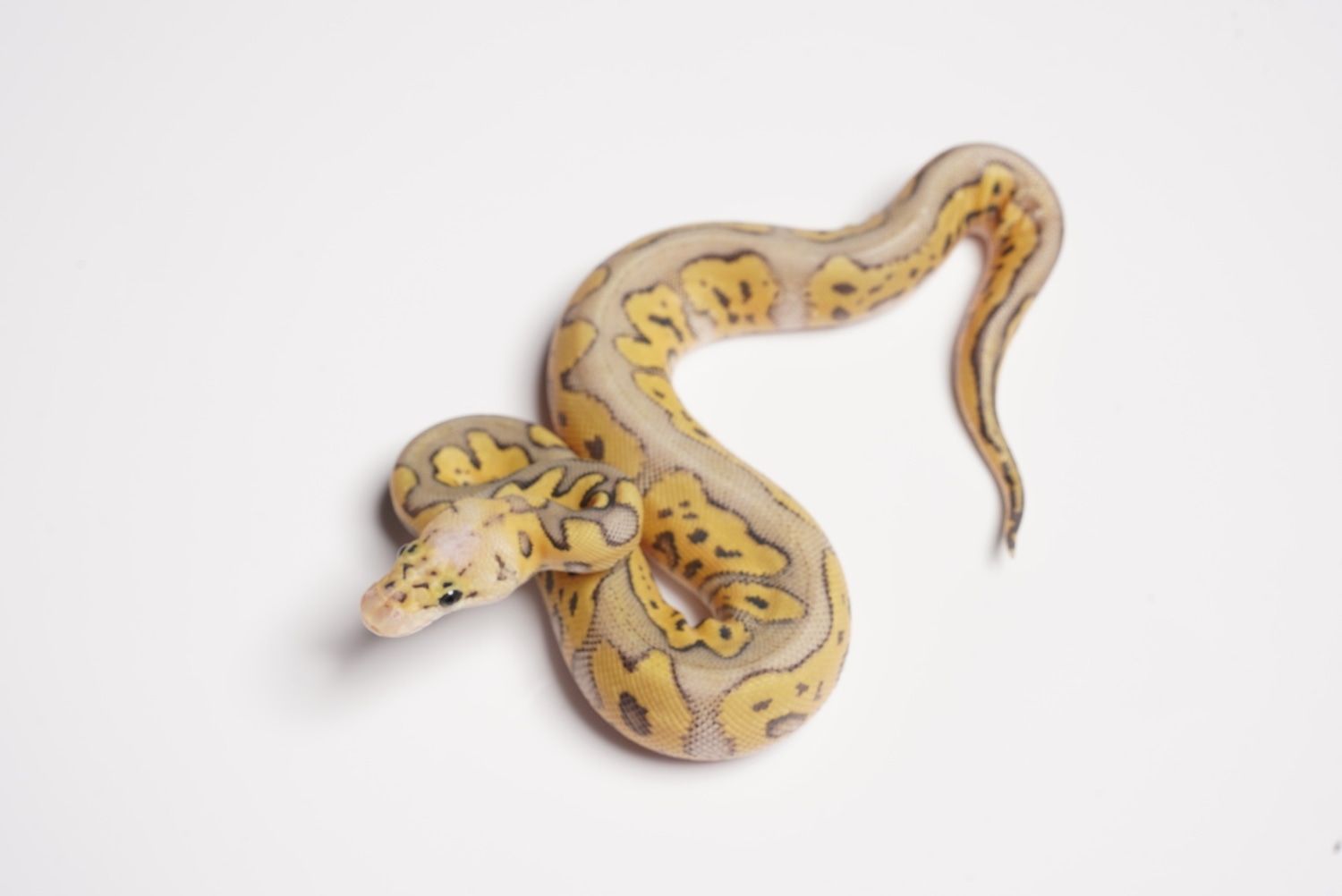 Super Past Clown ( YB Or Gravel) Ball Python by Best Dressed Balls ...