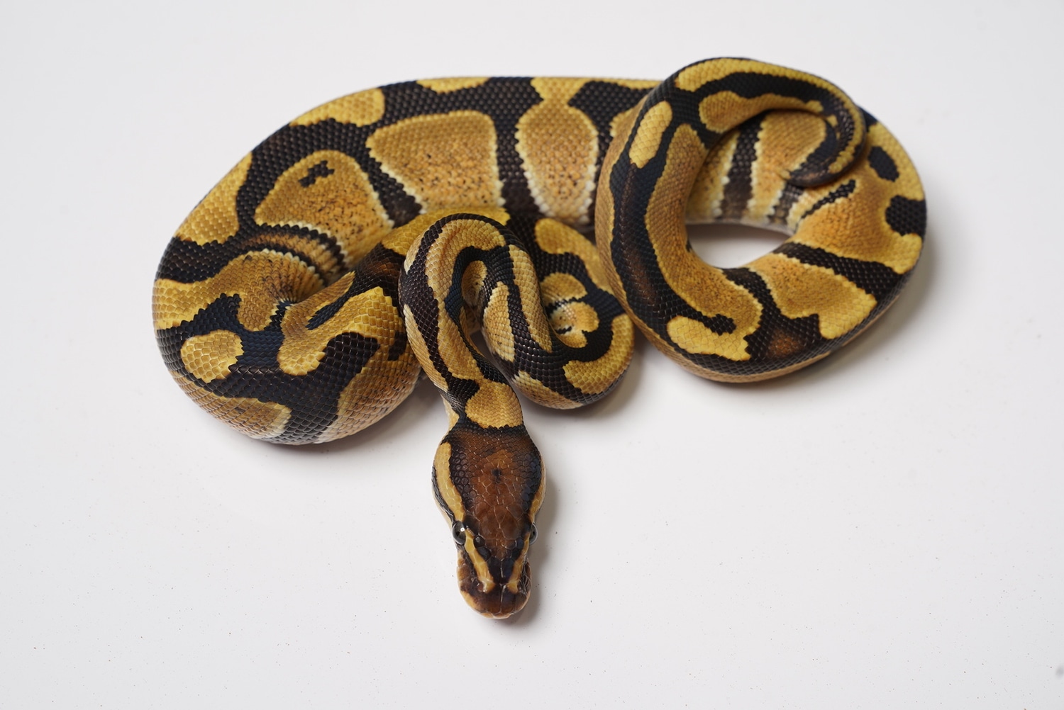 Fire Het Desert Ghost Het Clown Ball Python by Best Dressed Balls ...