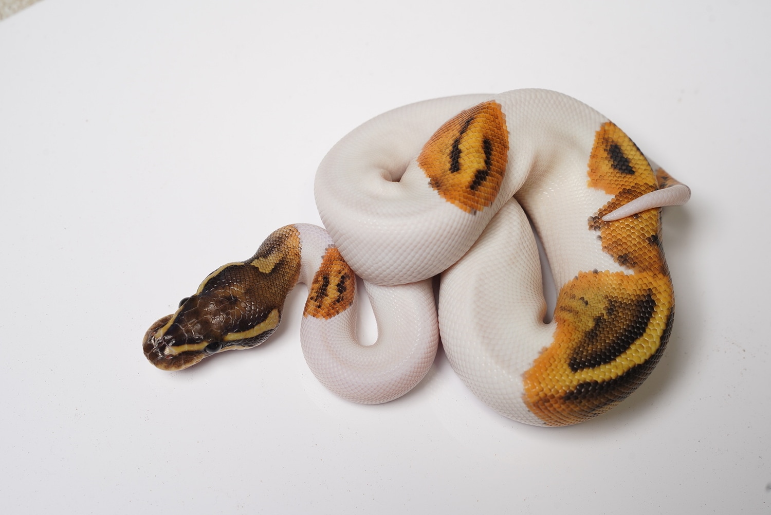Fire Pied Ball Python by Best Dressed Balls - MorphMarket