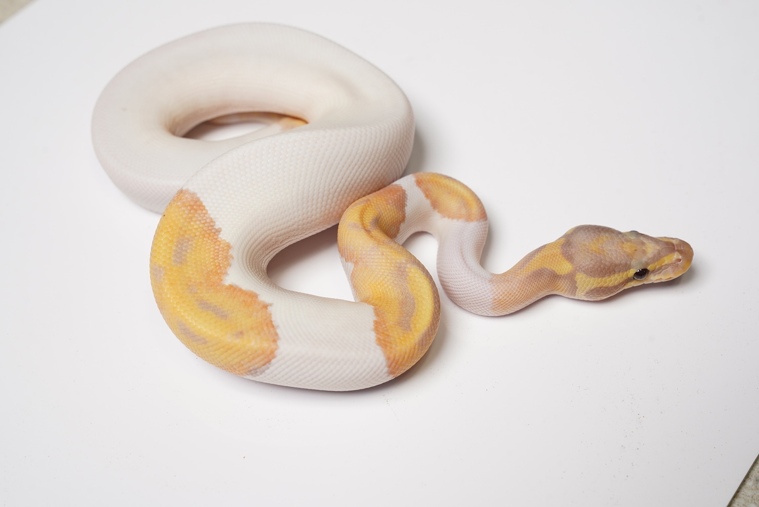 Banana Pied Ball Python by Best Dressed Balls - MorphMarket