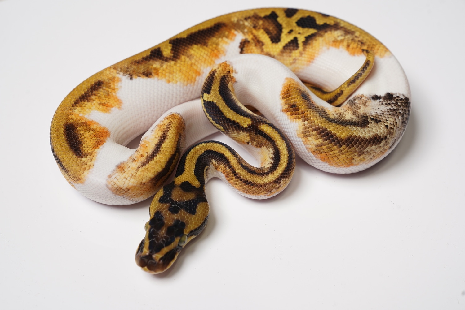 Leopard Pastel Pied Het Desert Ghost Ball Python by Best Dressed Balls ...