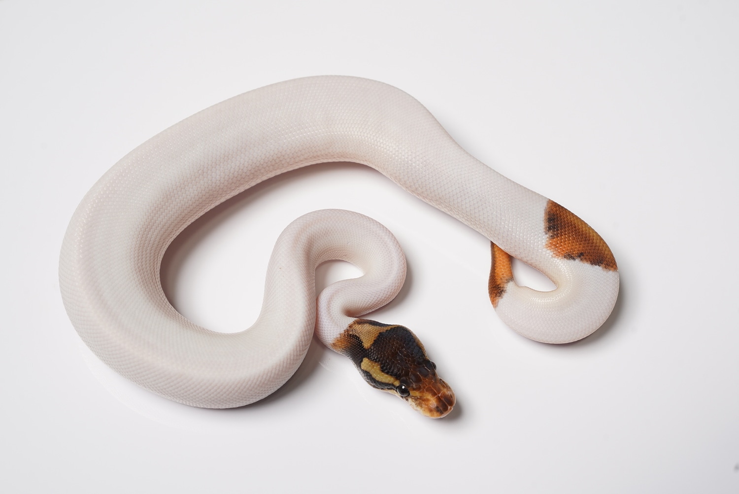 Enchi Leopard Cinnamon Pied Het Desert Ghost Ball Python by Best ...