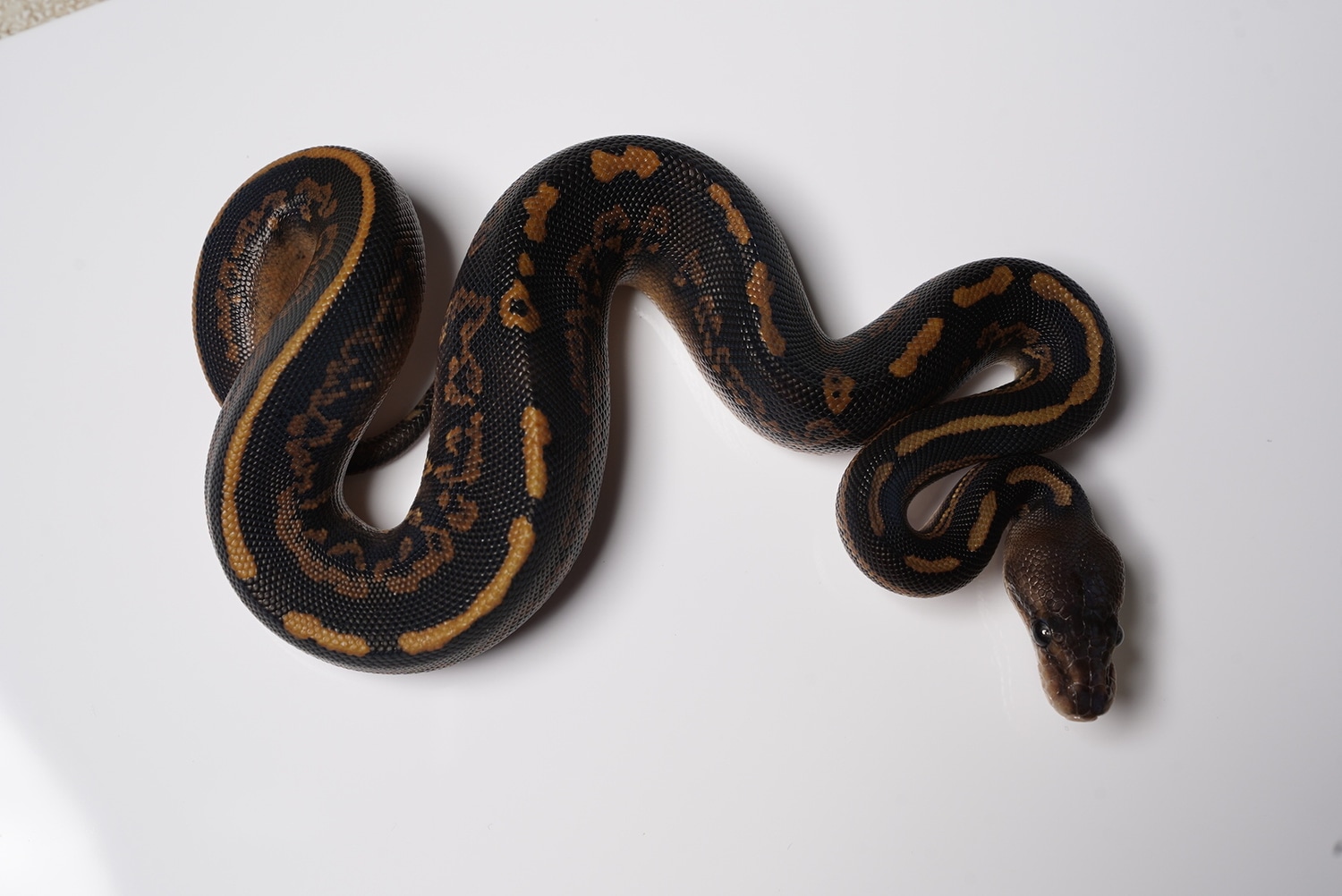 Mahogany Black Pastel Het Pied Ball Python by Best Dressed Balls ...