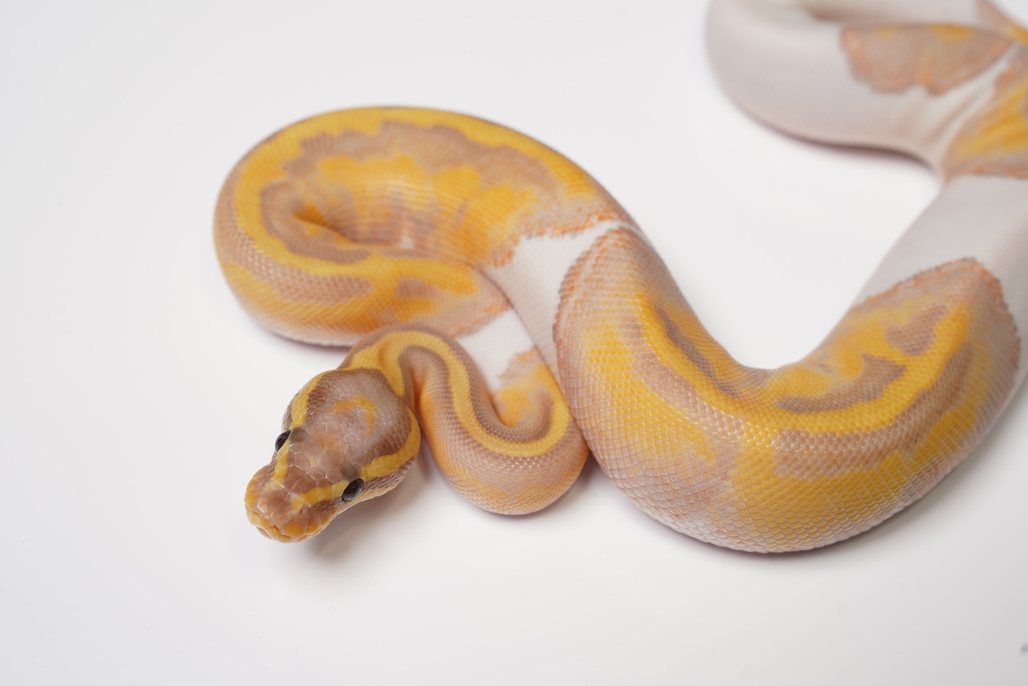 Banana Pied Ball Python by Best Dressed Balls - MorphMarket