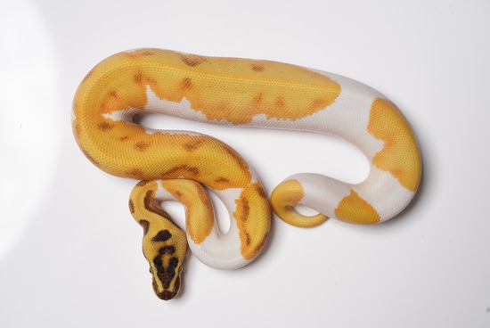 Super Enchi Leo YB OD Fire Pied Ball Python by Best Dressed Balls