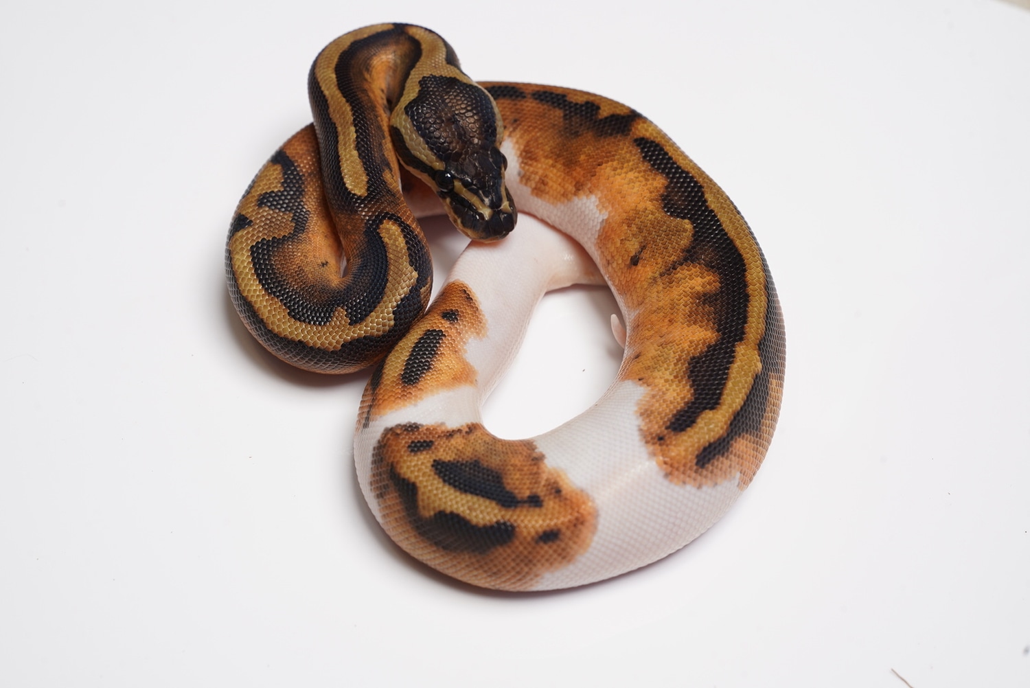 Pied Het Clown Ball Python by Best Dressed Balls - MorphMarket