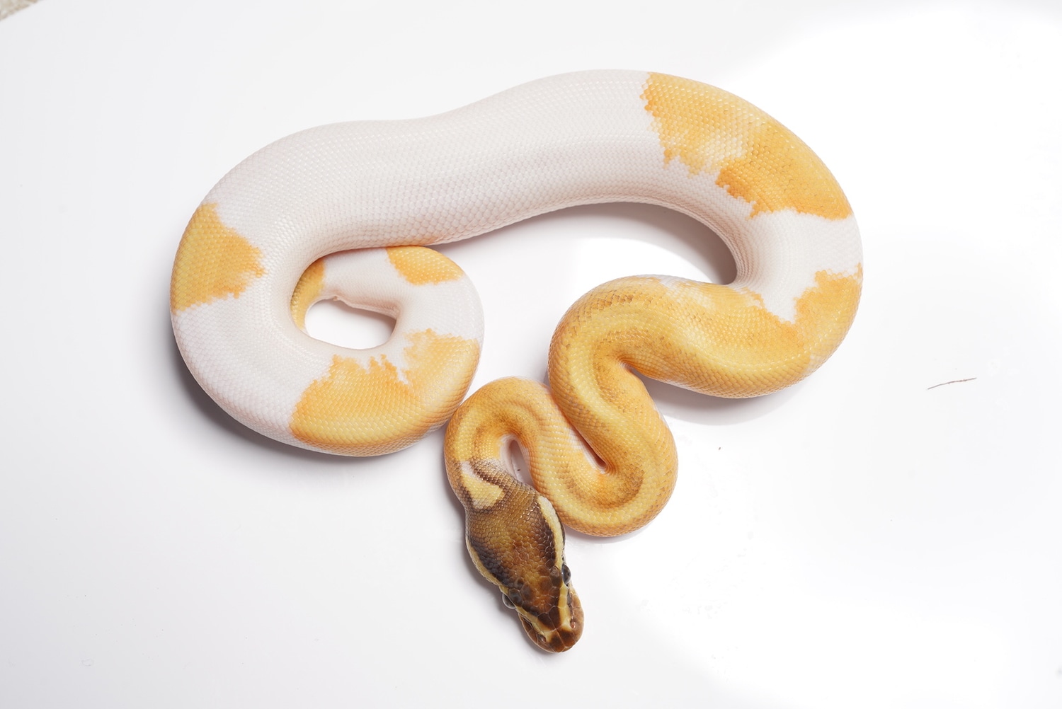 Mojave OD Enchi YB Pied Pos Het Hypo Ball Python by Best Dressed Balls ...