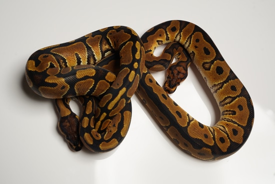 PAIR NR Mandarin Clown (Male) & NR Mandarin Het Clown (Female) Ball ...