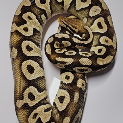 Fire Enchi Orange Dream Leopard Yellowbelly Or Gravel Ball Python by Best Dressed Balls ...