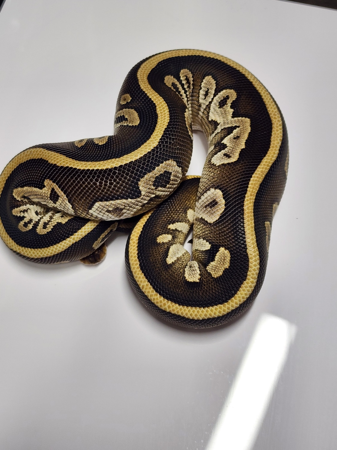 Mojave Stranger Ball Python by Best Dressed Balls - MorphMarket