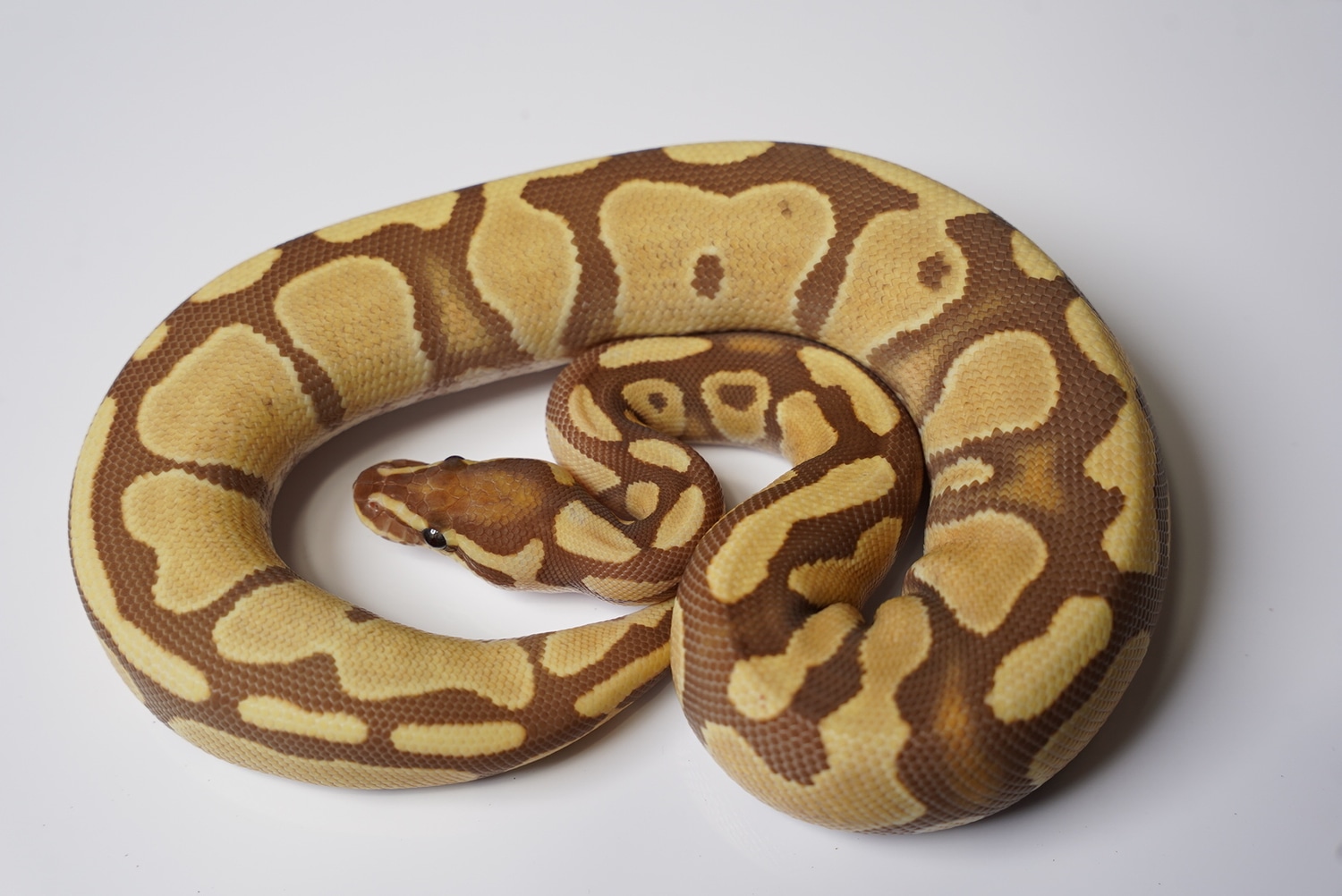 Fire Monarch 100% Het Pied Ball Python by Best Dressed Balls - MorphMarket