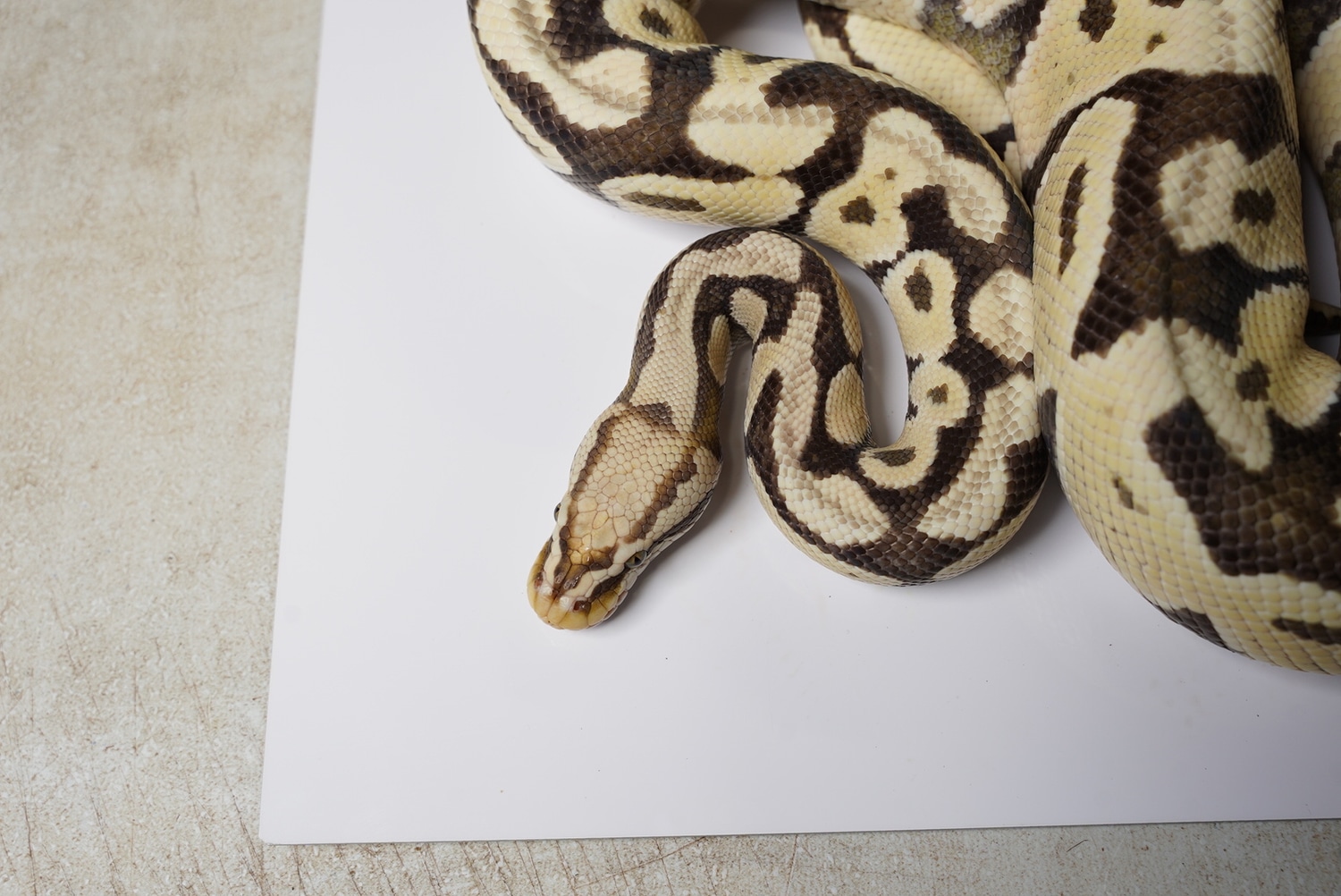 Pastel DG Het Clown Breeder Male Ball Python by Best Dressed Balls ...