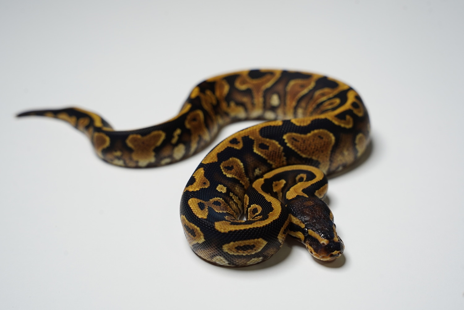 YB GeneX Special Het Pied Ball Python by Best Dressed Balls - MorphMarket
