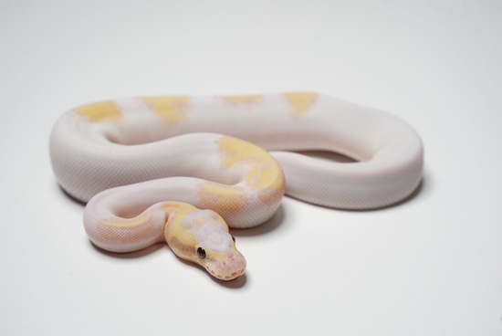 Banana Enchi OD YB Vanilla Pied Ball Python by Best Dressed Balls