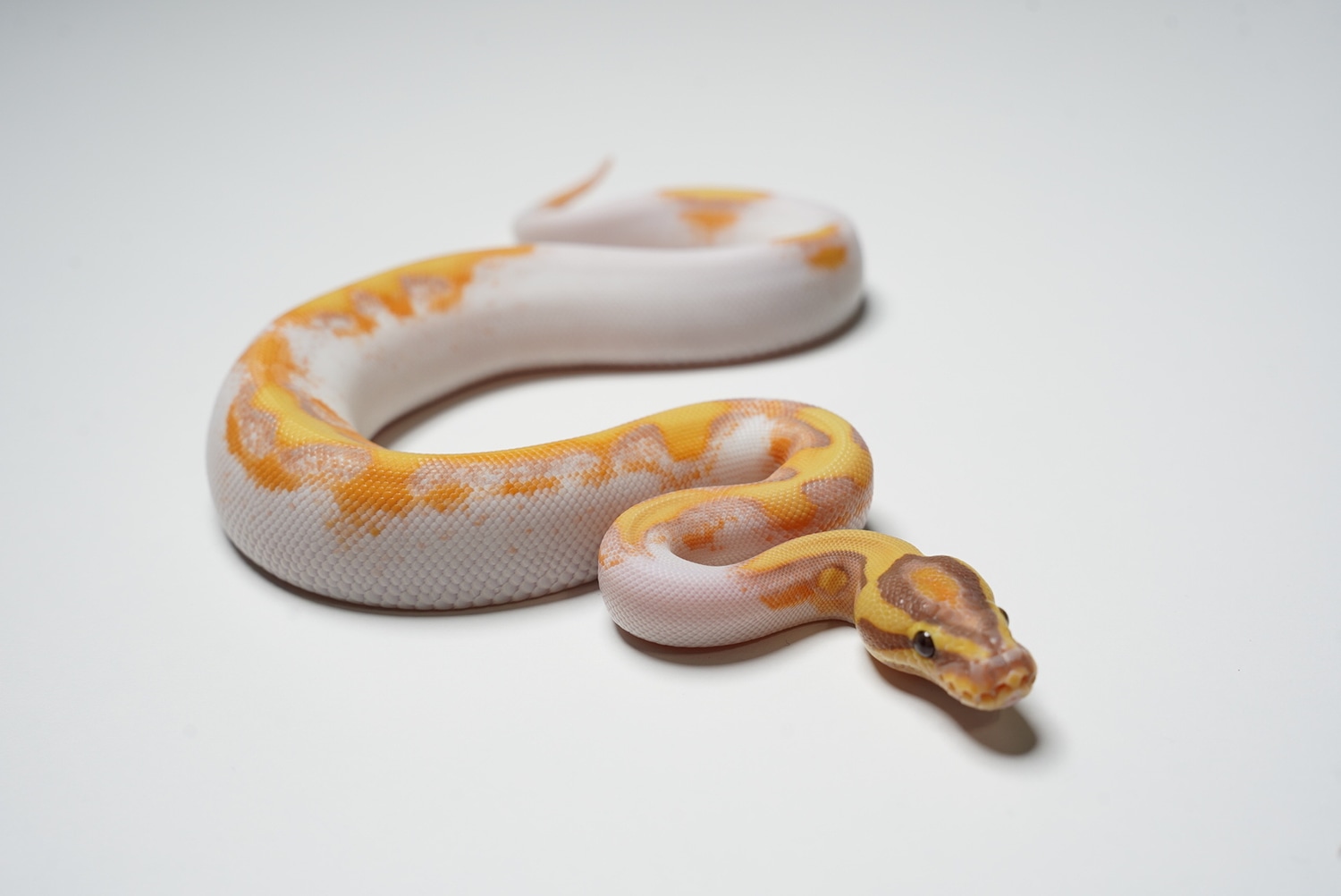 Banana OD YB Enchi Leo Pied Ball Python by Best Dressed Balls - MorphMarket