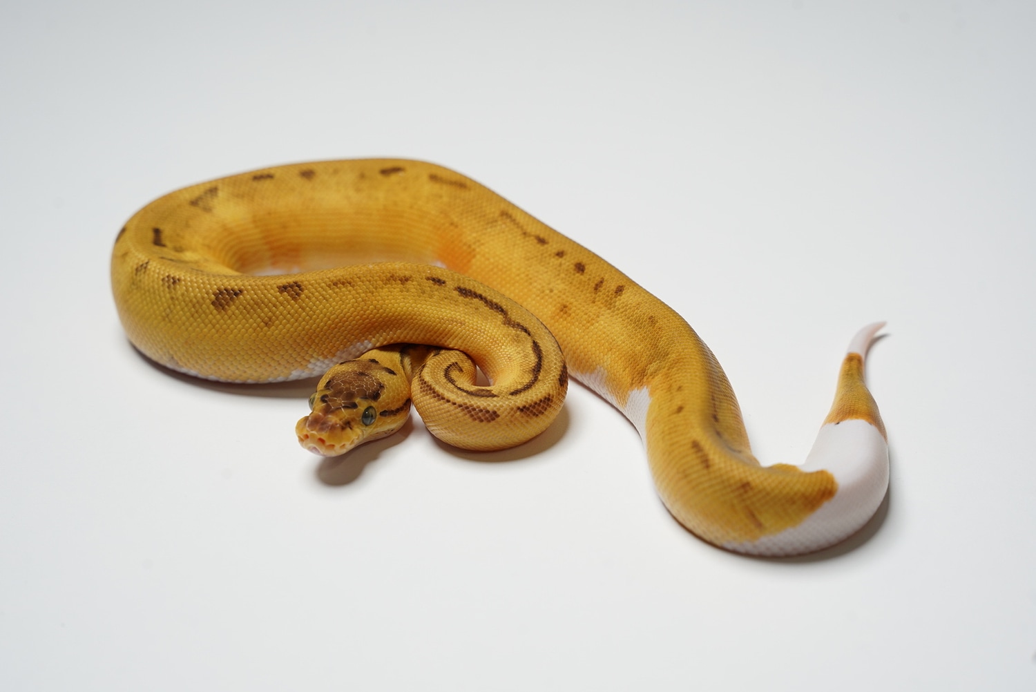 Enchi Pinstripe Pied Pos Het Clown Ball Python by Best Dressed Balls ...