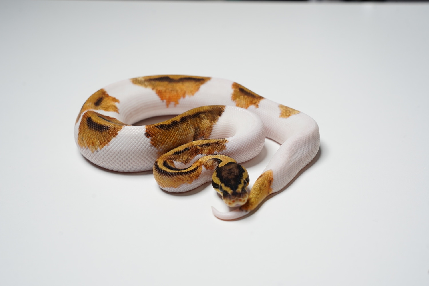 Pastel Calico Pied Pos Het Clown Ball Python by Best Dressed Balls ...