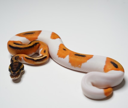 OD Enchi Pied Ball Python by Best Dressed Balls - MorphMarket