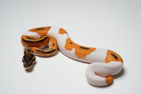 Super OD YB Pied Ball Python by Best Dressed Balls