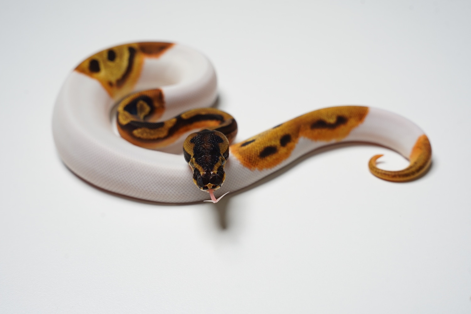 OD Enchi Pied Ball Python by Best Dressed Balls - MorphMarket