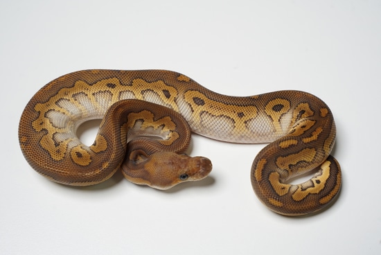 Black Pastel Red Stripe Mojave Clown Ball Python by Best Dressed Balls
