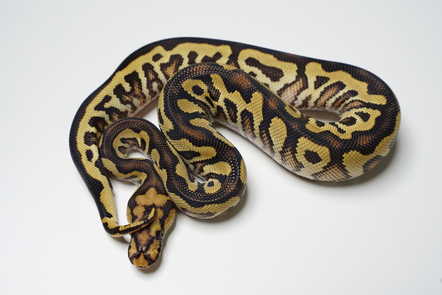 Fire Spotnose YB Clown Pos Het Pied Pos Het Lavender Albino Ball Python ...