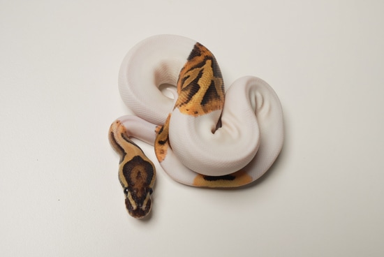 Fire Pied Het Monarch Ball Python by Best Dressed Balls