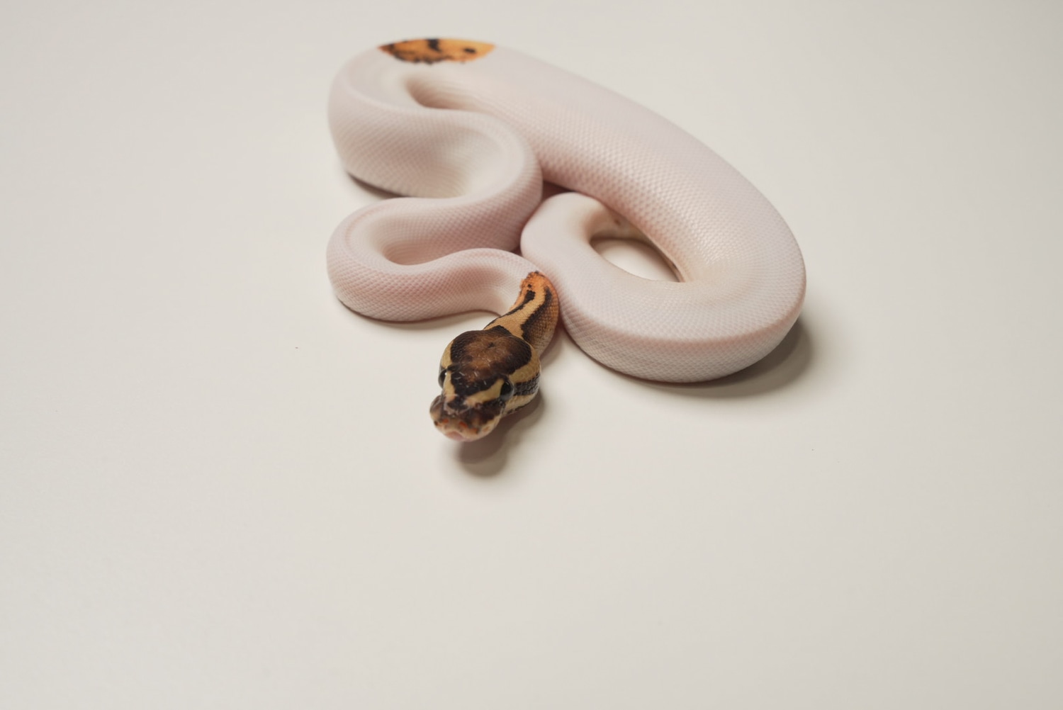 Fire Pied Het Monarch Ball Python by Best Dressed Balls - MorphMarket