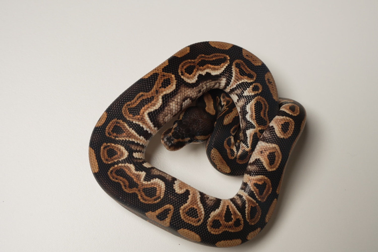 Black Pastel Het Clown Het Monarch Ball Python by Best Dressed Balls ...