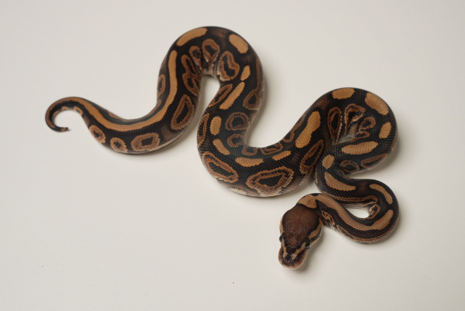 Black Pastel Het Clown Het Monarch Ball Python by Best Dressed Balls - MorphMarket