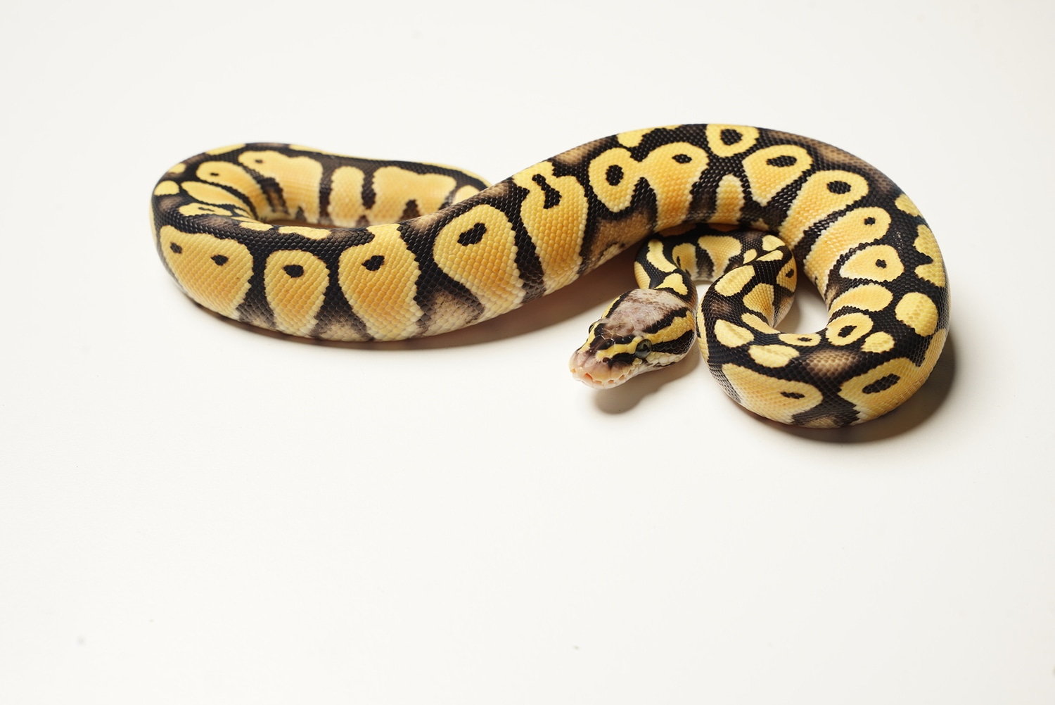 Pastel DG Pos Het Tri Stripe ( Free Female With Purchase) Ball Python ...