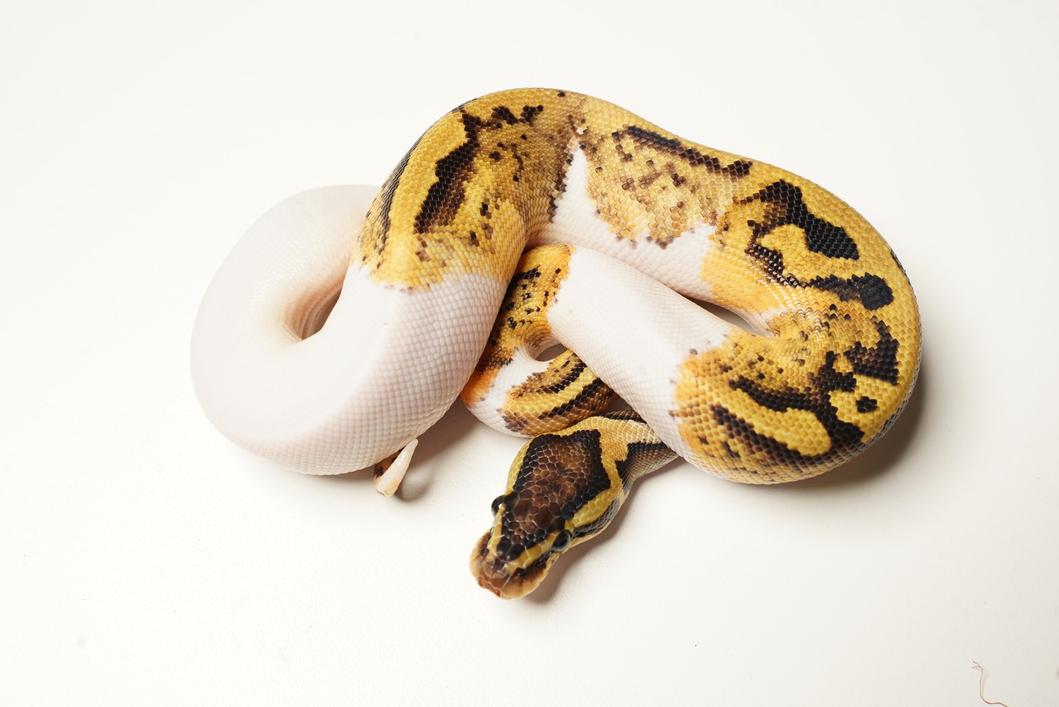 Pastel Fire Pied Het Monarch Ball Python by Best Dressed Balls ...