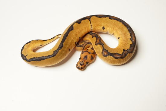 Redstipe Clown (Blade) Ball Python by Best Dressed Balls
