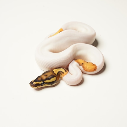 Mojave Stranger Ball Python by Best Dressed Balls - MorphMarket