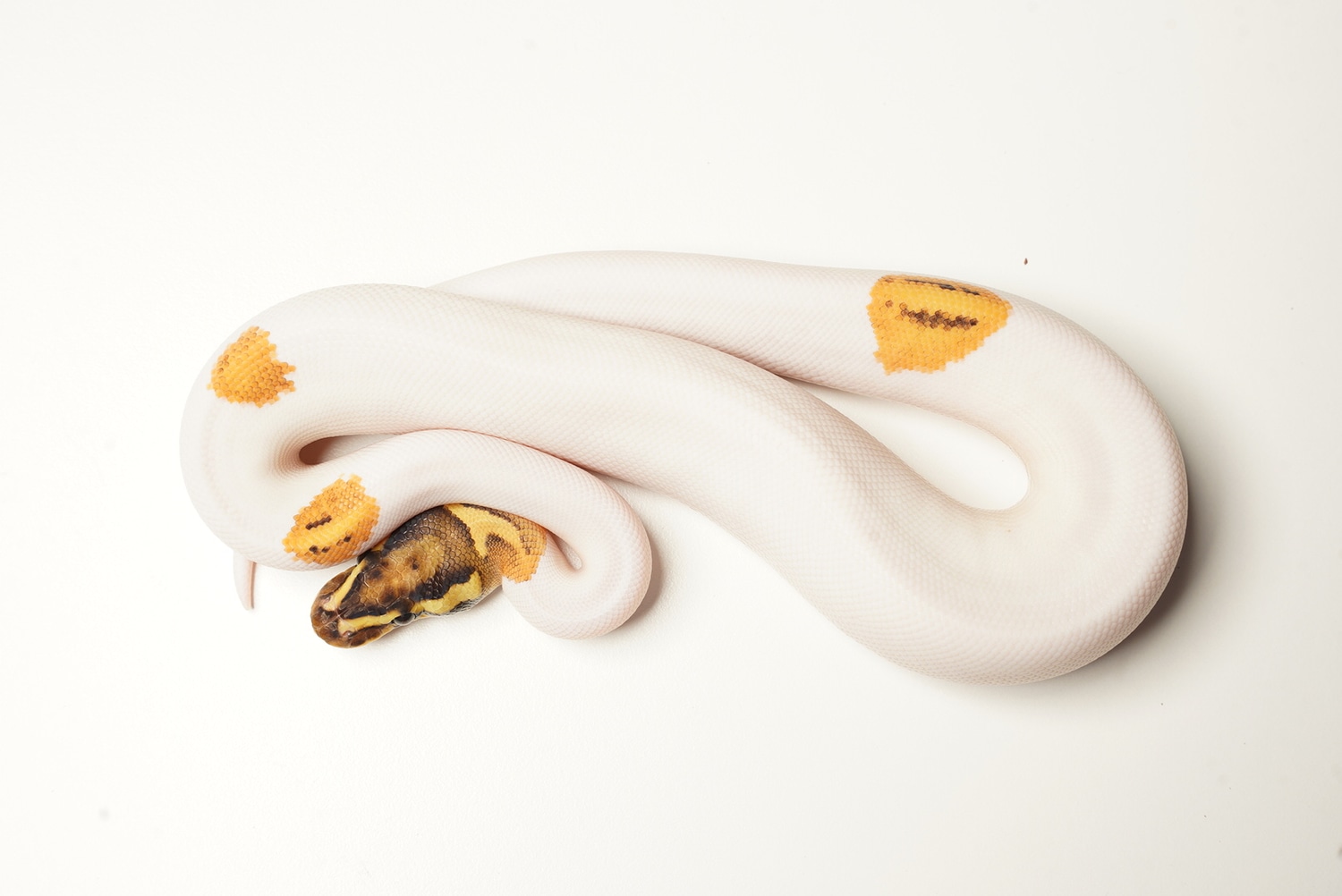 OD Fire YB Pied Ball Python by Best Dressed Balls - MorphMarket