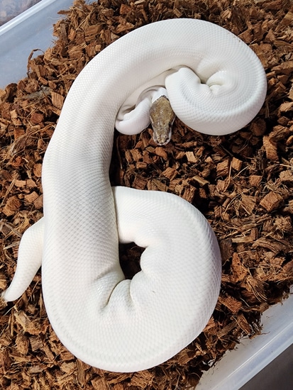 Group Of Pied/Het Pied Combo Proven Breeder Females Ball Python by Best ...