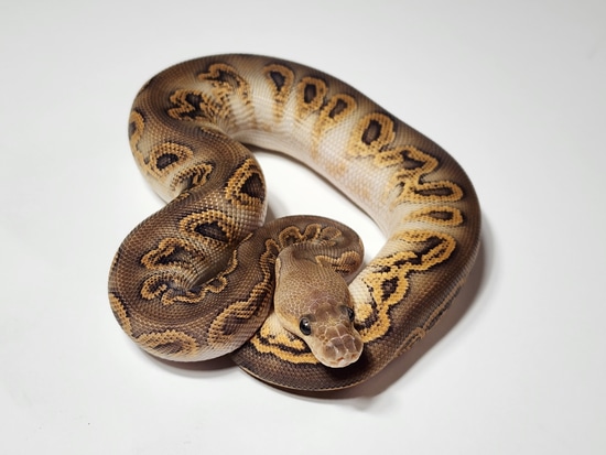 GHI Black Pastel Russo Clown Ball Python by Best Dressed Balls