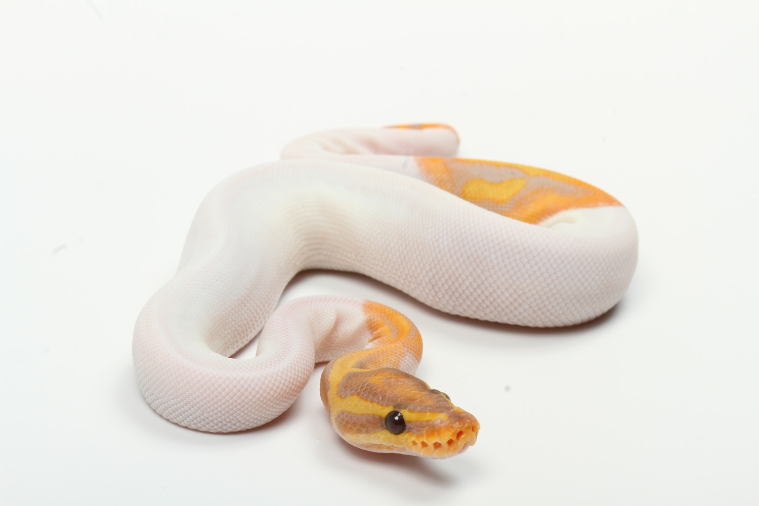 Banana Piebald Het Clown Ball Python by TSK, Inc. - MorphMarket