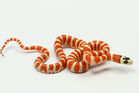 Applegate Special Pyro Arizona Mountain Kingsnake by TSK, Inc.