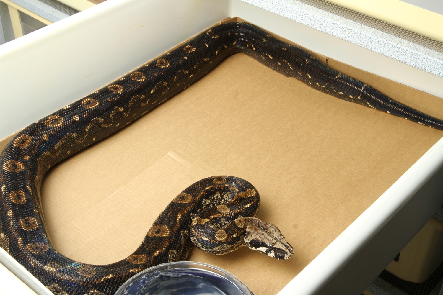 Inca Boa Constrictor by TSK, Inc. - MorphMarket