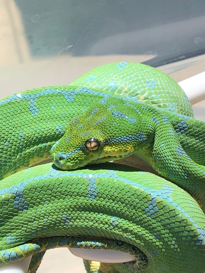 Designer Blue Green Tree Python by TSK, Inc.