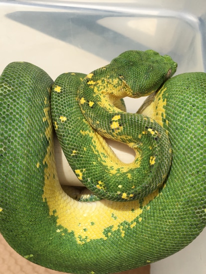 Designer Blue Green Tree Python by TSK, Inc.