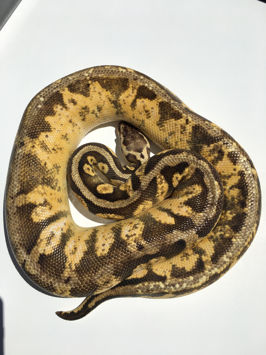 Super Pastel Sugar Ball Python by TSK, Inc. - MorphMarket