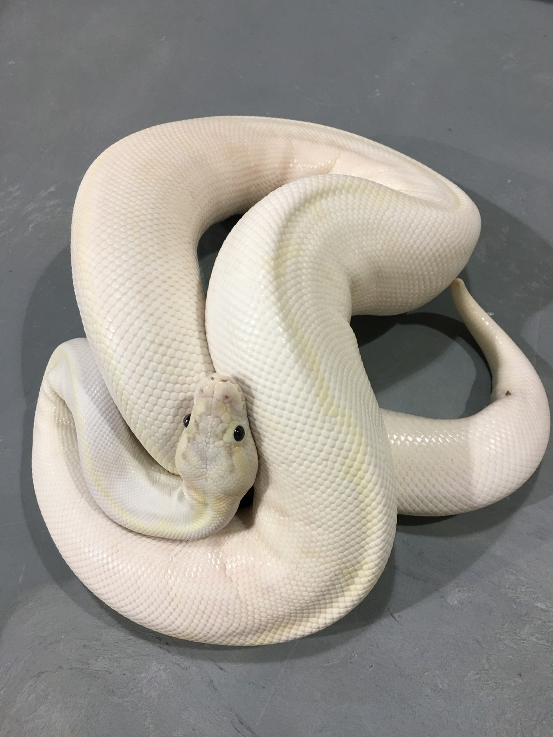 Super Pastel Ivory Ball Python by TSK, Inc. - MorphMarket