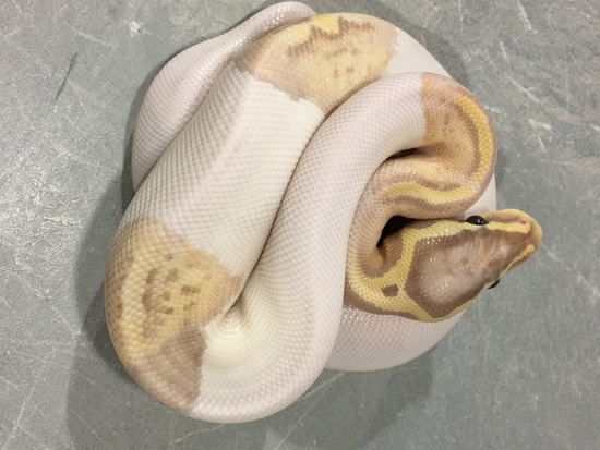 Pastel Banana Piebald Ball Python by TSK, Inc.