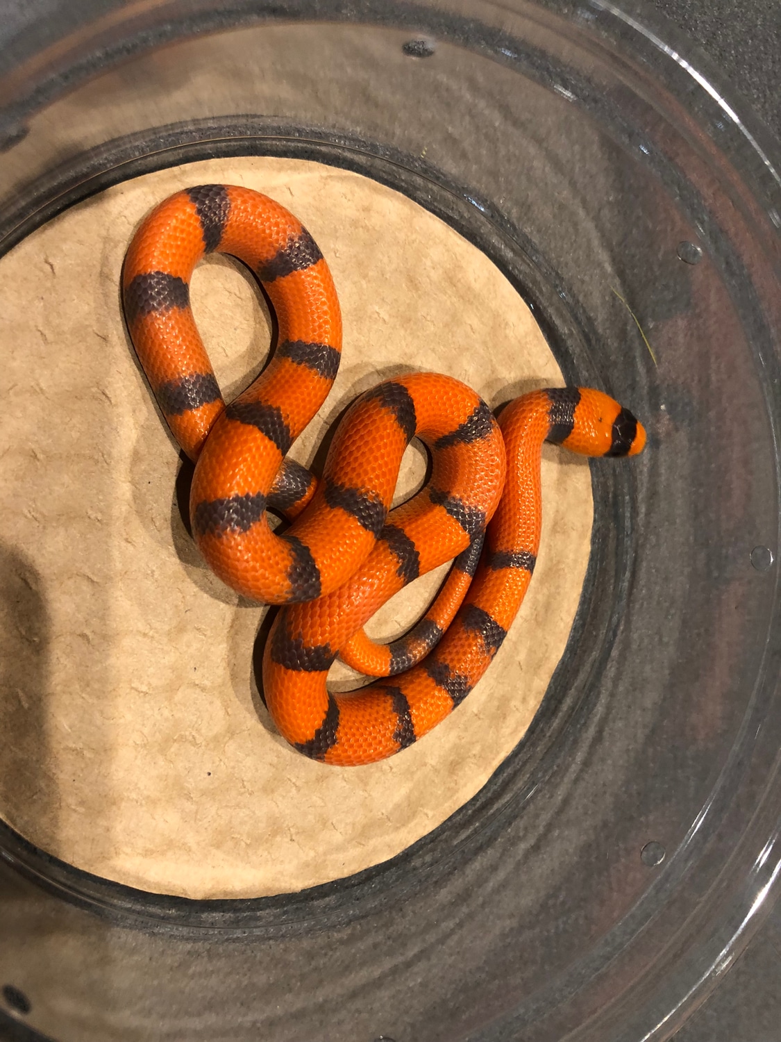Hypo Tangerine Honduran Milk Snake by TSK, Inc. - MorphMarket