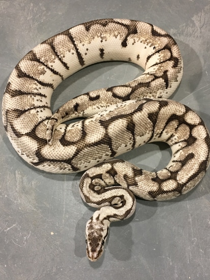 Axanthic Bee Ball Python by TSK, Inc.