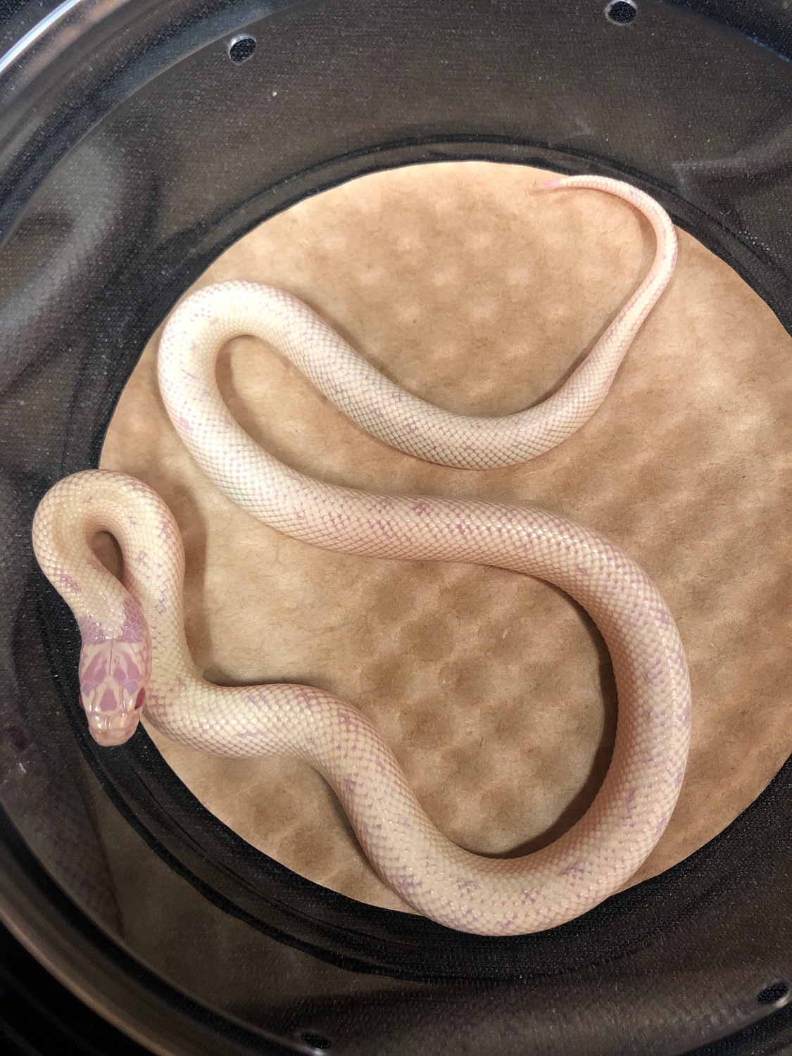 Albino Banana California Kingsnake by TSK, Inc. - MorphMarket