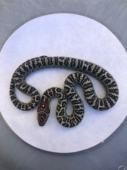 Granite Mex Mex San Luis Potosi Kingsnake by TSK, Inc.
