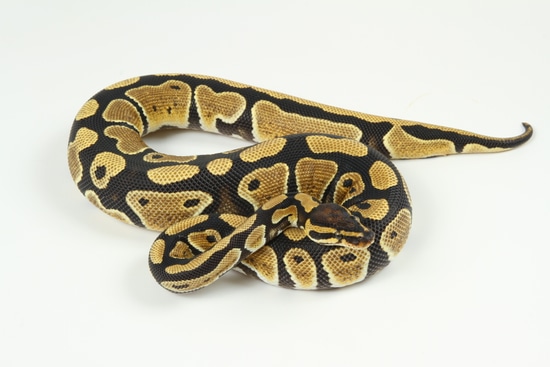 Double Het Piebald Clown Ball Python by TSK, Inc.